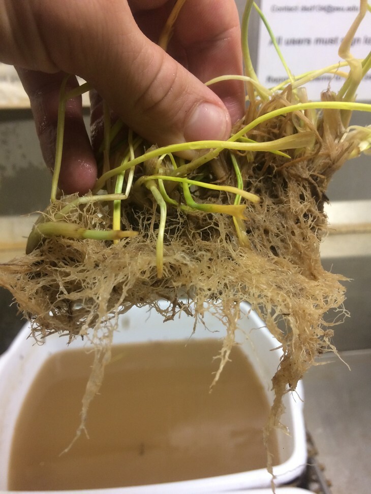 Cover Crop Roots Are An Essential Key To Understanding Ecosystem…