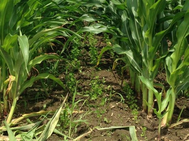 Cover Crop Corner: Interseeding Cover Crops Into Corn 101 | Seed Today