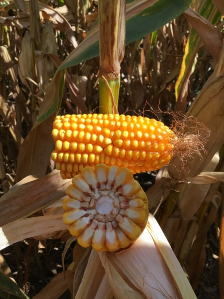 Seed Today | Farmer Choice and Diverse Genetics Define AgriGold’s…
