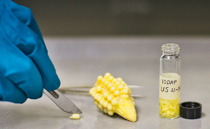 Mutant Corn Gene Boosts Sugar In Seeds, Leaves, May Lead To…