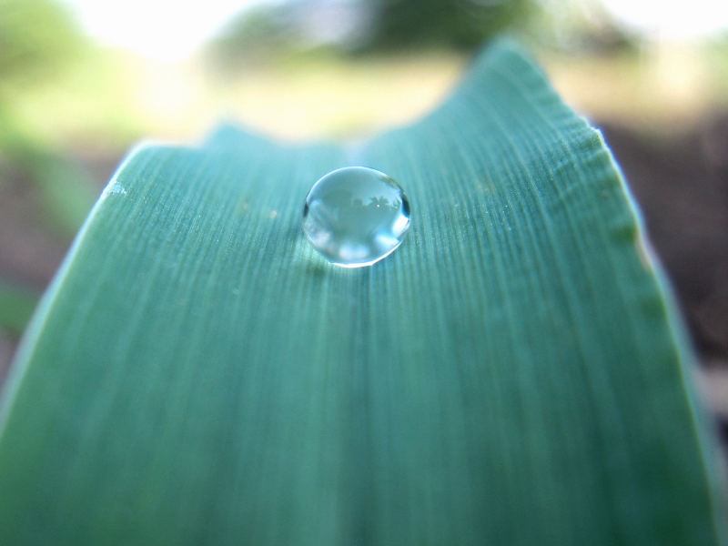Does Dew Provide Water To Plants? | Seed Today