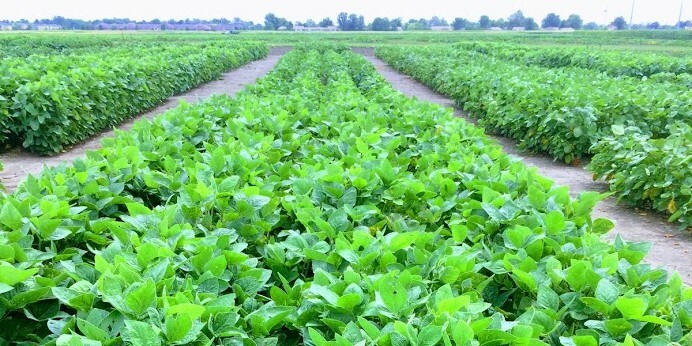 New Planting Guidelines Could Boost Edamame Profits | Seed Today