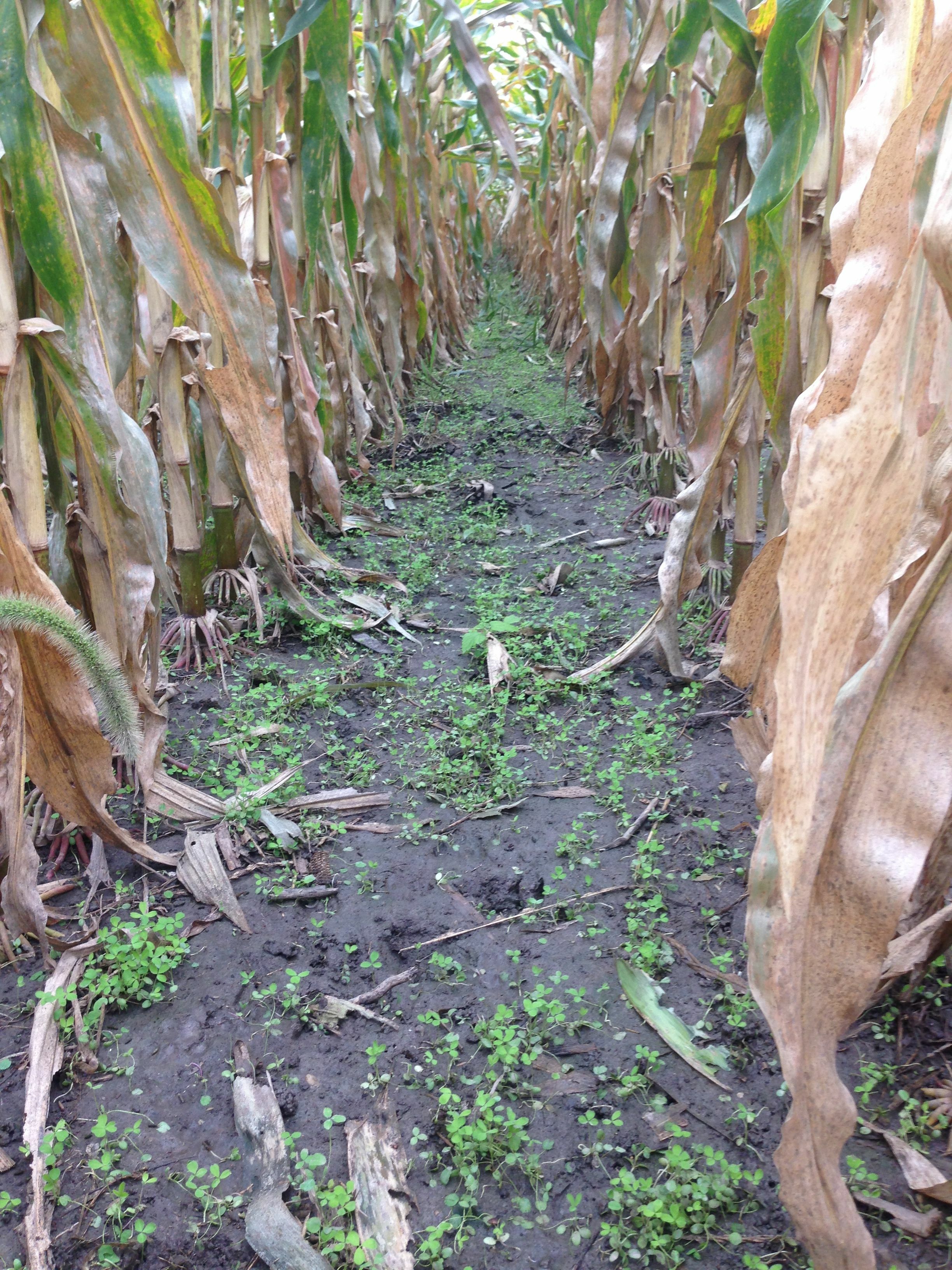 Cover Crop Corner: Interseeding Cover Crops Into Corn 101 | Seed Today