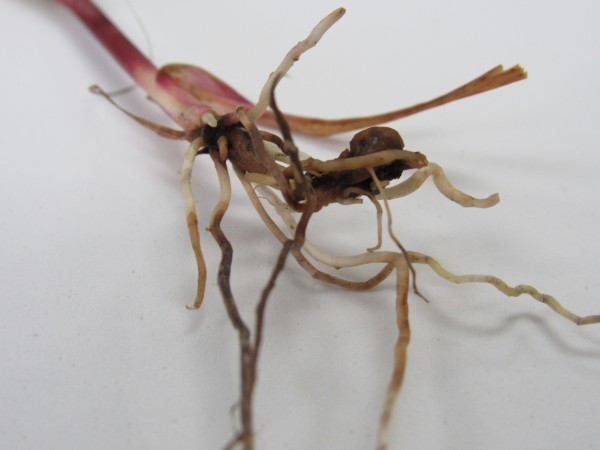 Eight Species Of Fungus Cause Root Rot In South Dakota Corn | Seed…