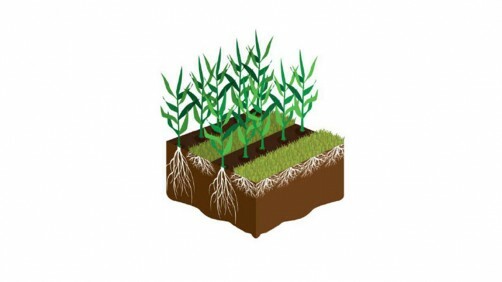 How Growing Corn In Perennial Groundcover Works | Seed Today