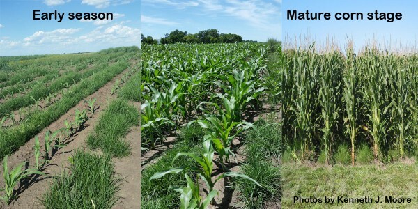 How Growing Corn In Perennial Groundcover Works | Seed Today