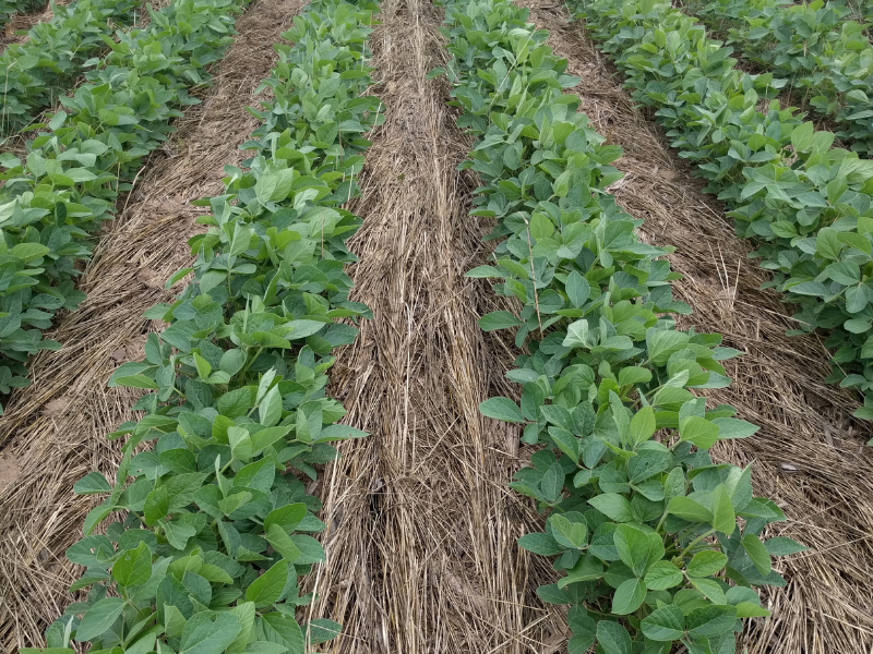 Uncovering Best Practices For Cover Crops To Optimize Crop Production…
