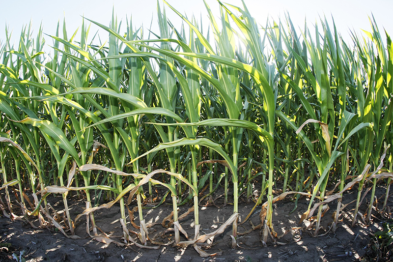 Purdue-Led USDA Project Aims To Double Impact of Climate-Smart Corn…
