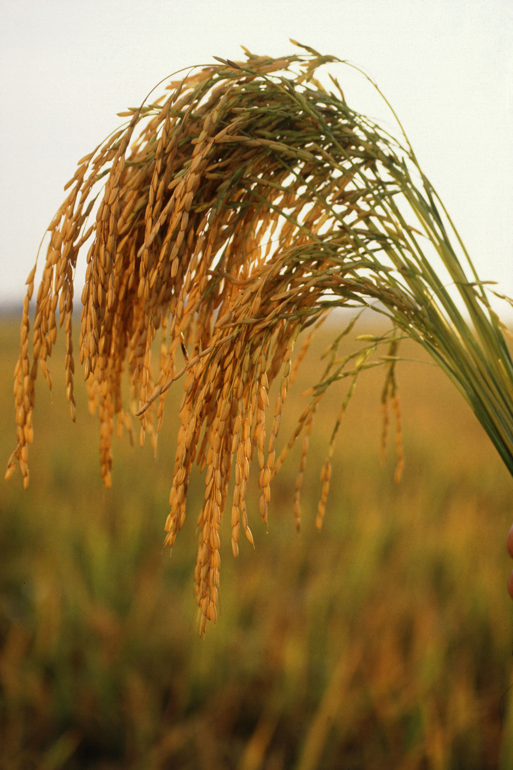 Preparing U.S. Rice For A Parched Future | Seed Today