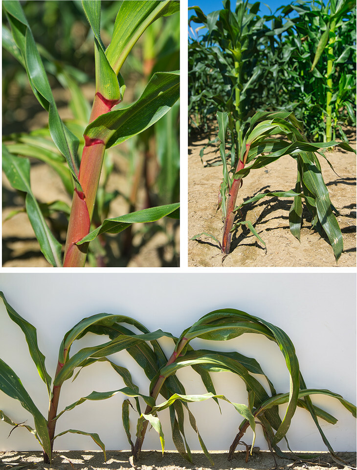 Mutant Corn Gene Boosts Sugar In Seeds, Leaves, May Lead To…