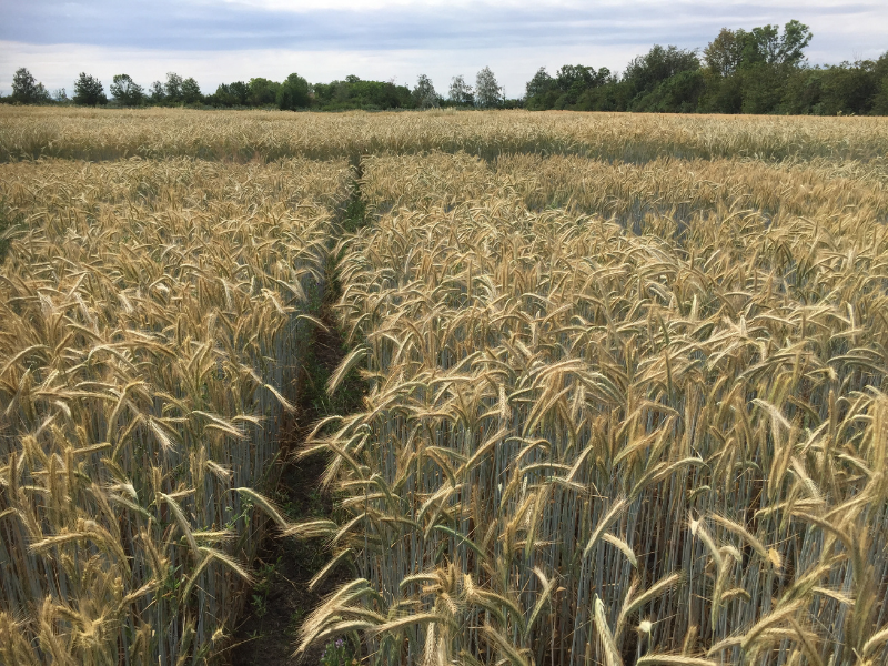 Research Explores How Winter Rye Varieties Can Suit Different Climates