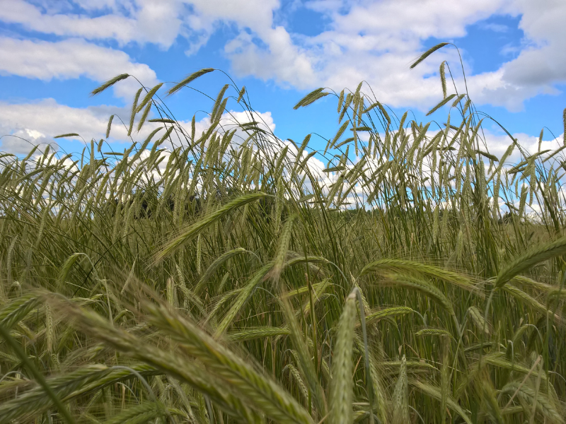 Research Explores How Winter Rye Varieties Can Suit Different Climates