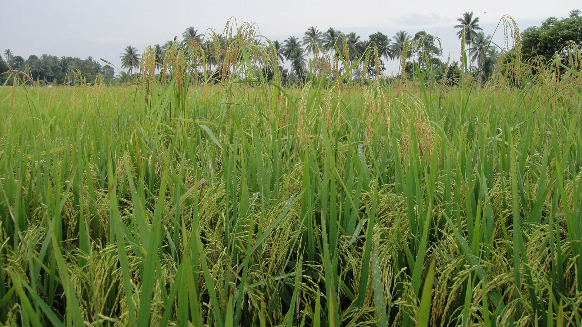 Weedy Rice Gets Competitive Boost From Its Wild Neighbors | Seed Today