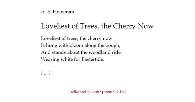 Loveliest of Trees, the Cherry Now by A. E. Housman - Hello Poetry