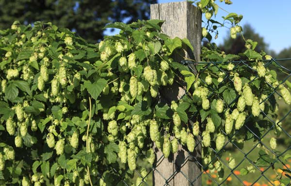 How to Harvest, Prepare and Store Homegrown Hops - American Homebrewers ...
