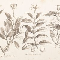 Historic Brewing Company's Deer Lord Altbier - Beer Recipe - American ...