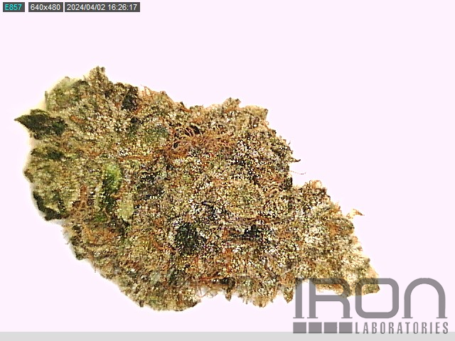 Full Report - 146329