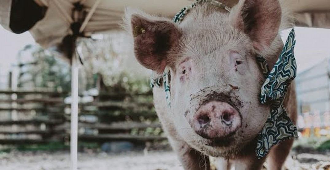 Theodore the 800-pound pig is looking for a loving home this Christmas ...