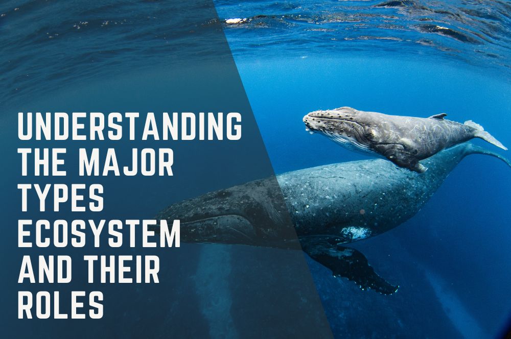 Major Ecosystem Types | Understanding Earth’s Diverse Habitats