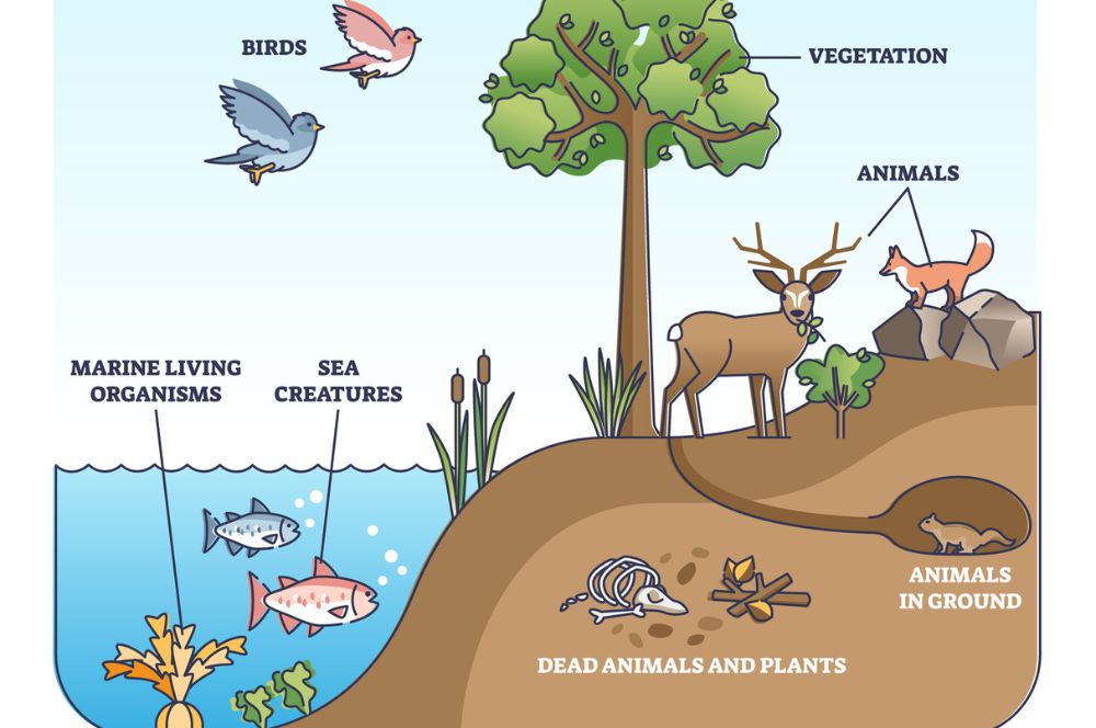 Major Ecosystem Types | Understanding Earth’s Diverse Habitats