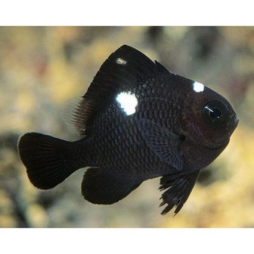 Domino Damsel fish