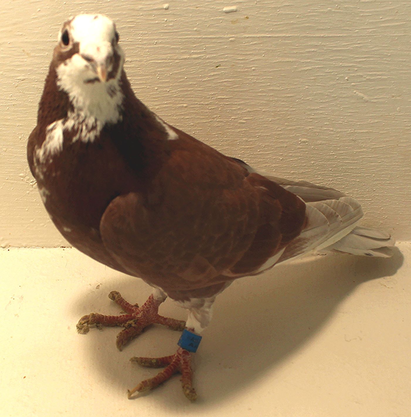 iPigeon.com - Racing Pigeon Auction