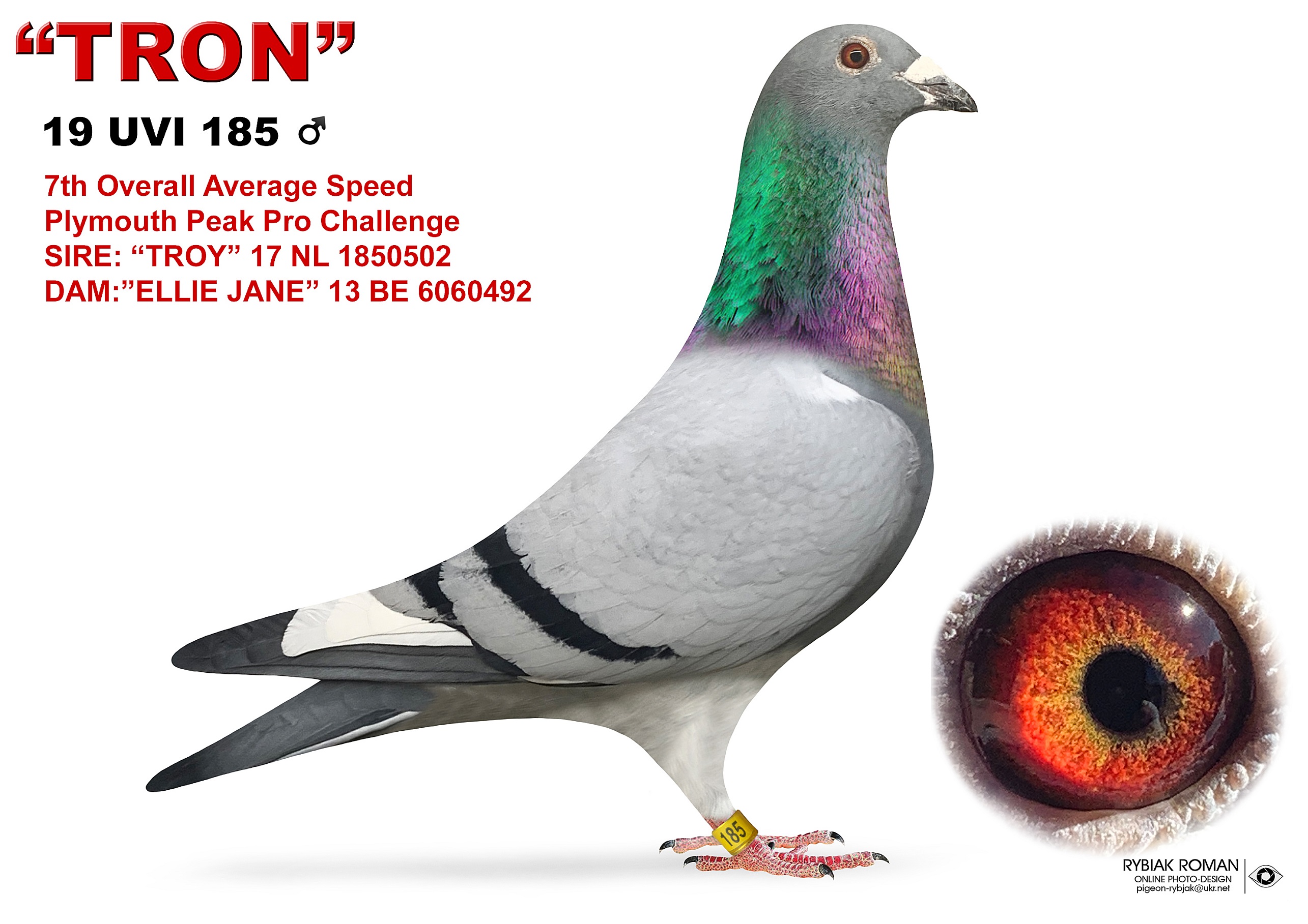 iPigeon.com - Racing Pigeon Auction