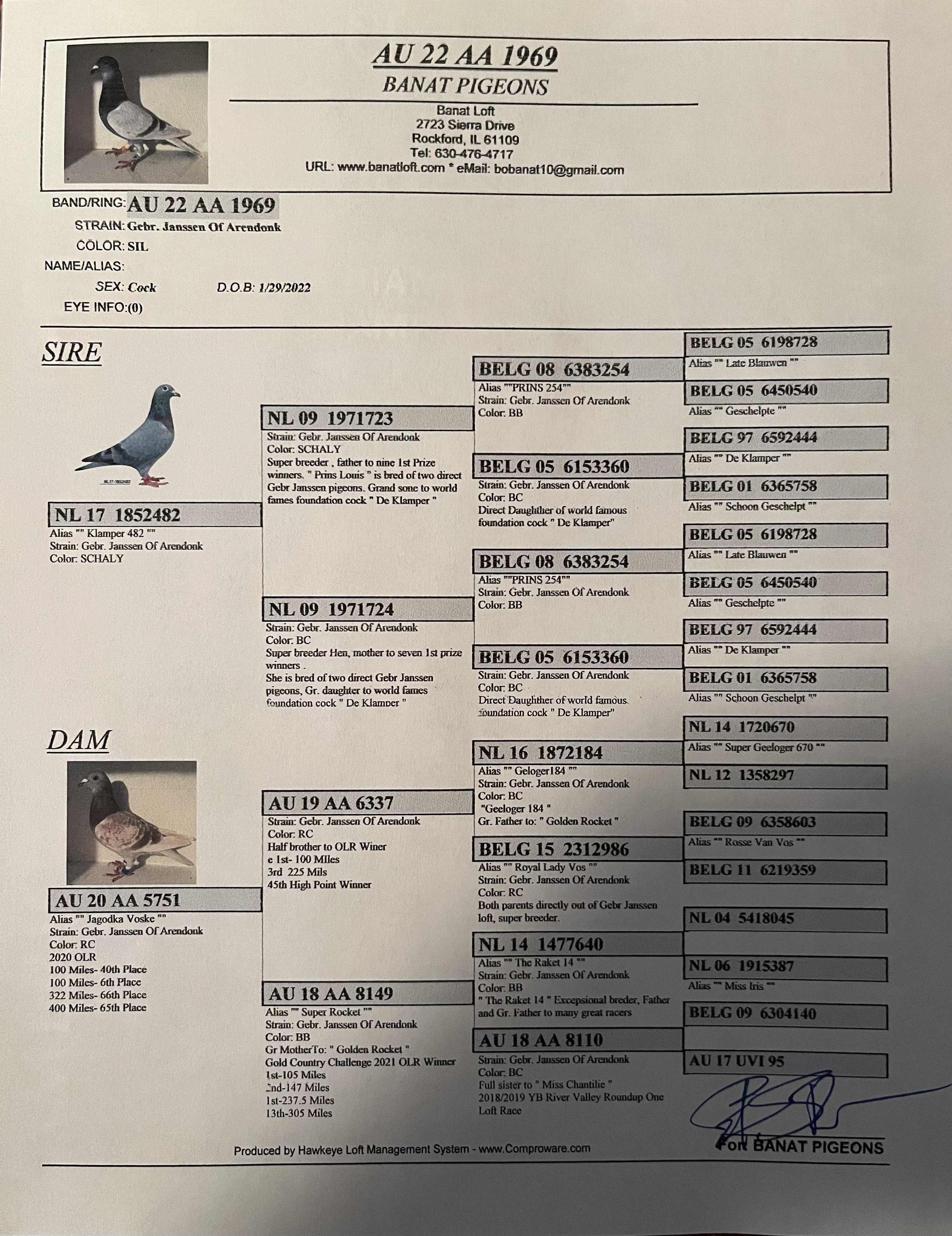 iPigeon.com - Racing Pigeon Auction