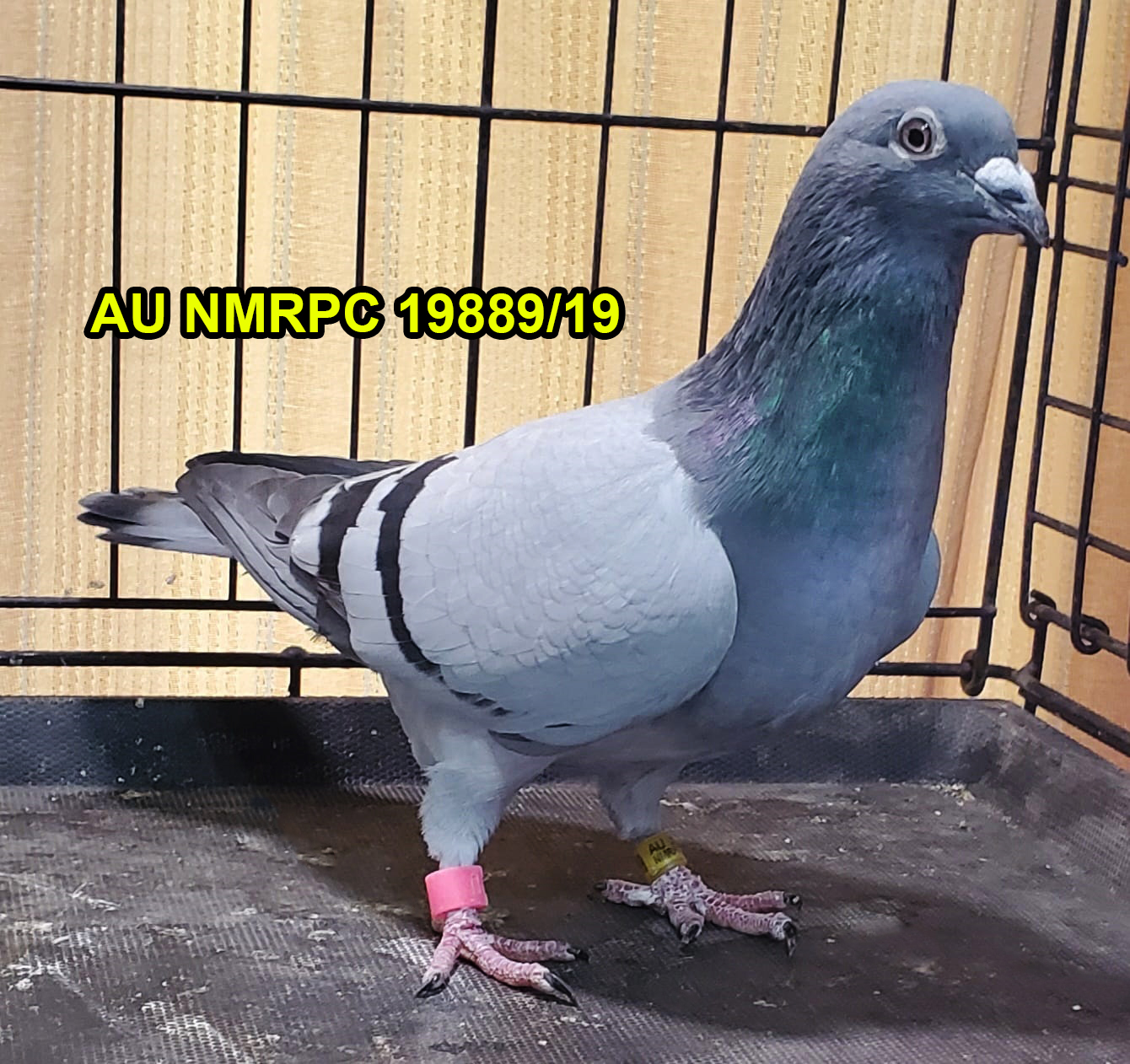 iPigeon.com - Racing Pigeon Auction