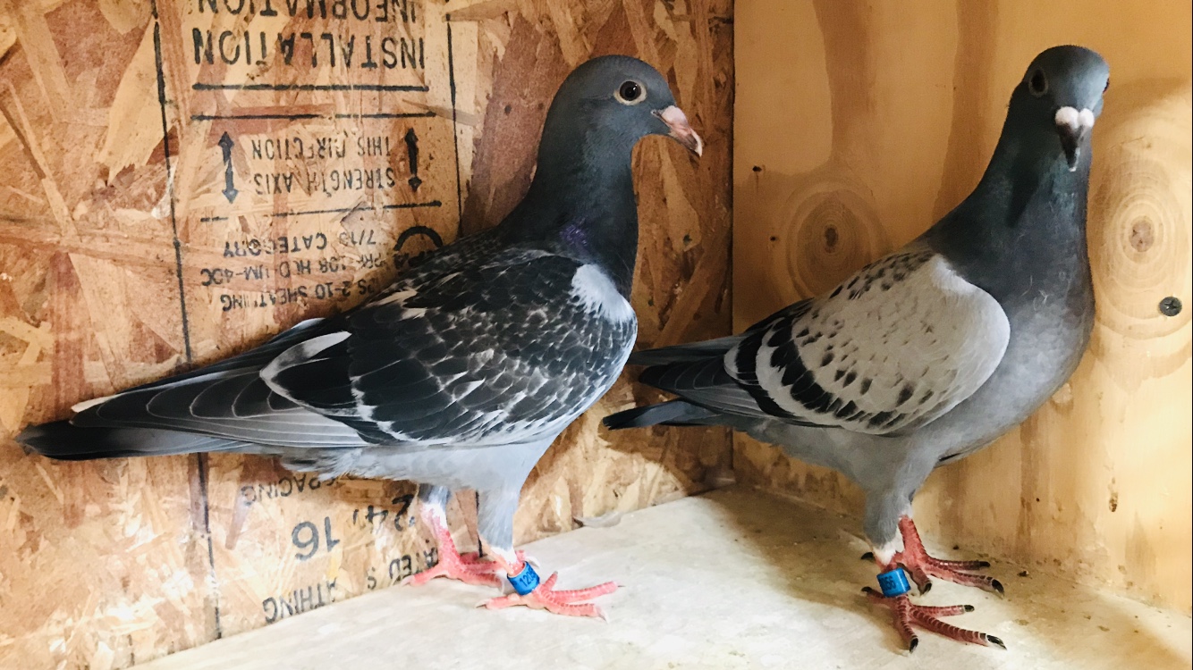 iPigeon.com - Racing Pigeon Auction
