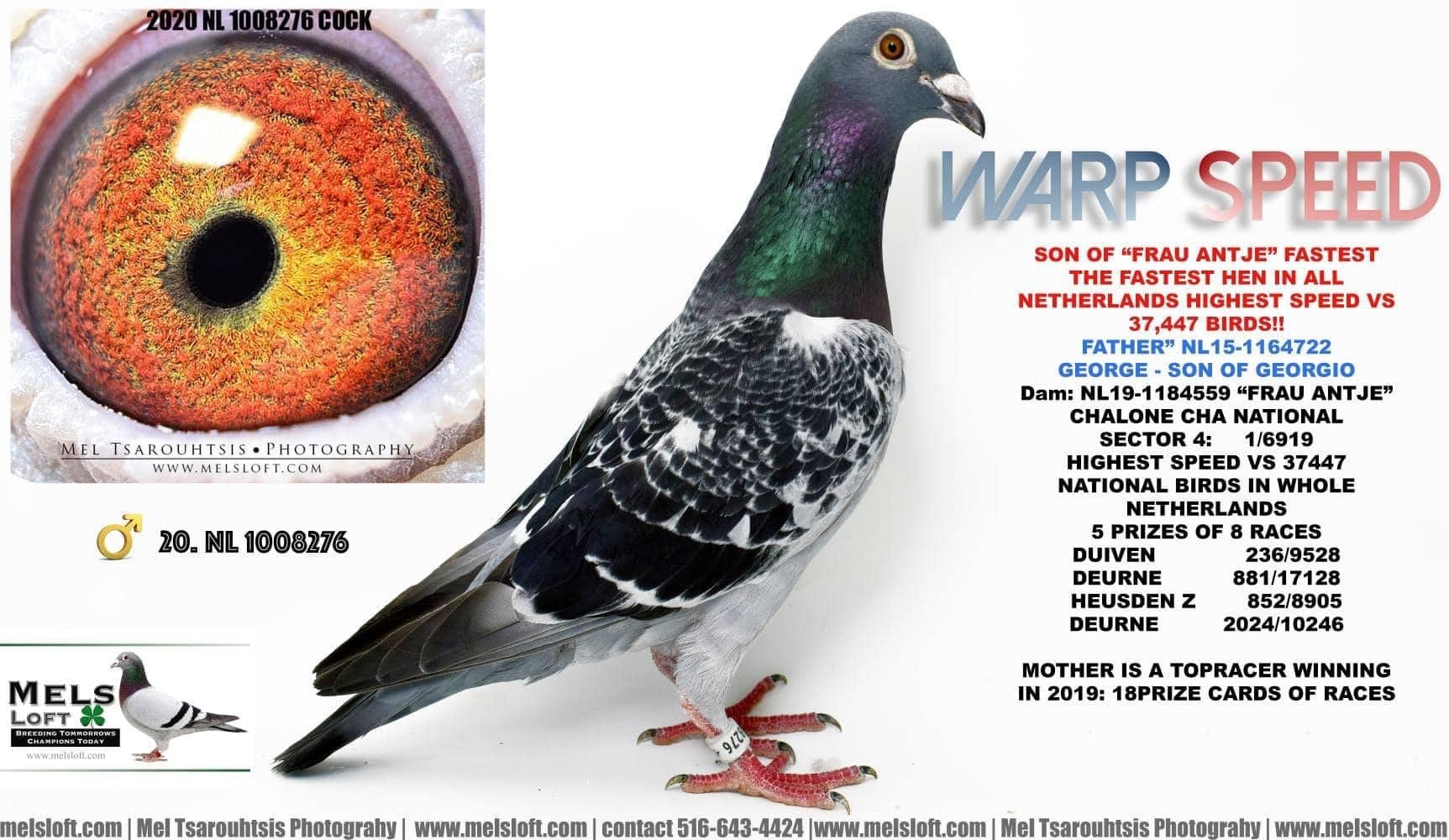 iPigeon.com - Racing Pigeon Auction