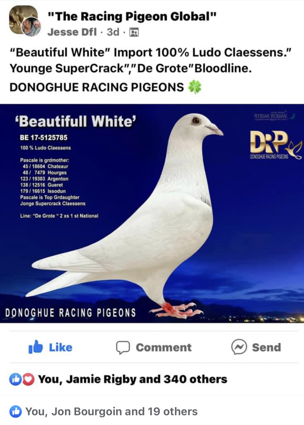 iPigeon.com - Racing Pigeon Auction