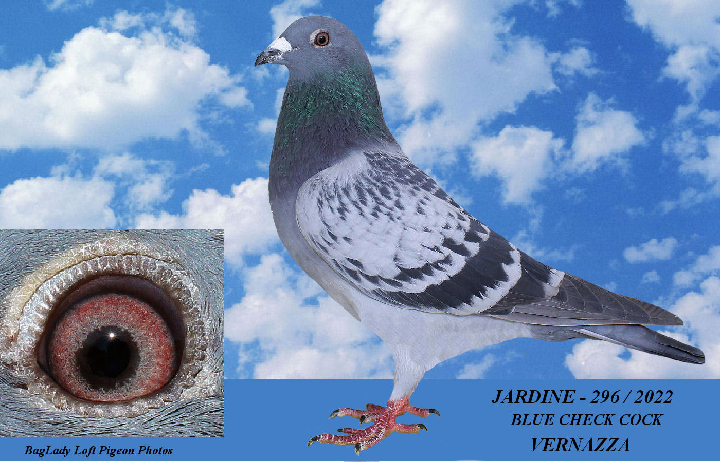 IPigeon Racing Pigeon Auction ipigeon-racing-pigeon-auction