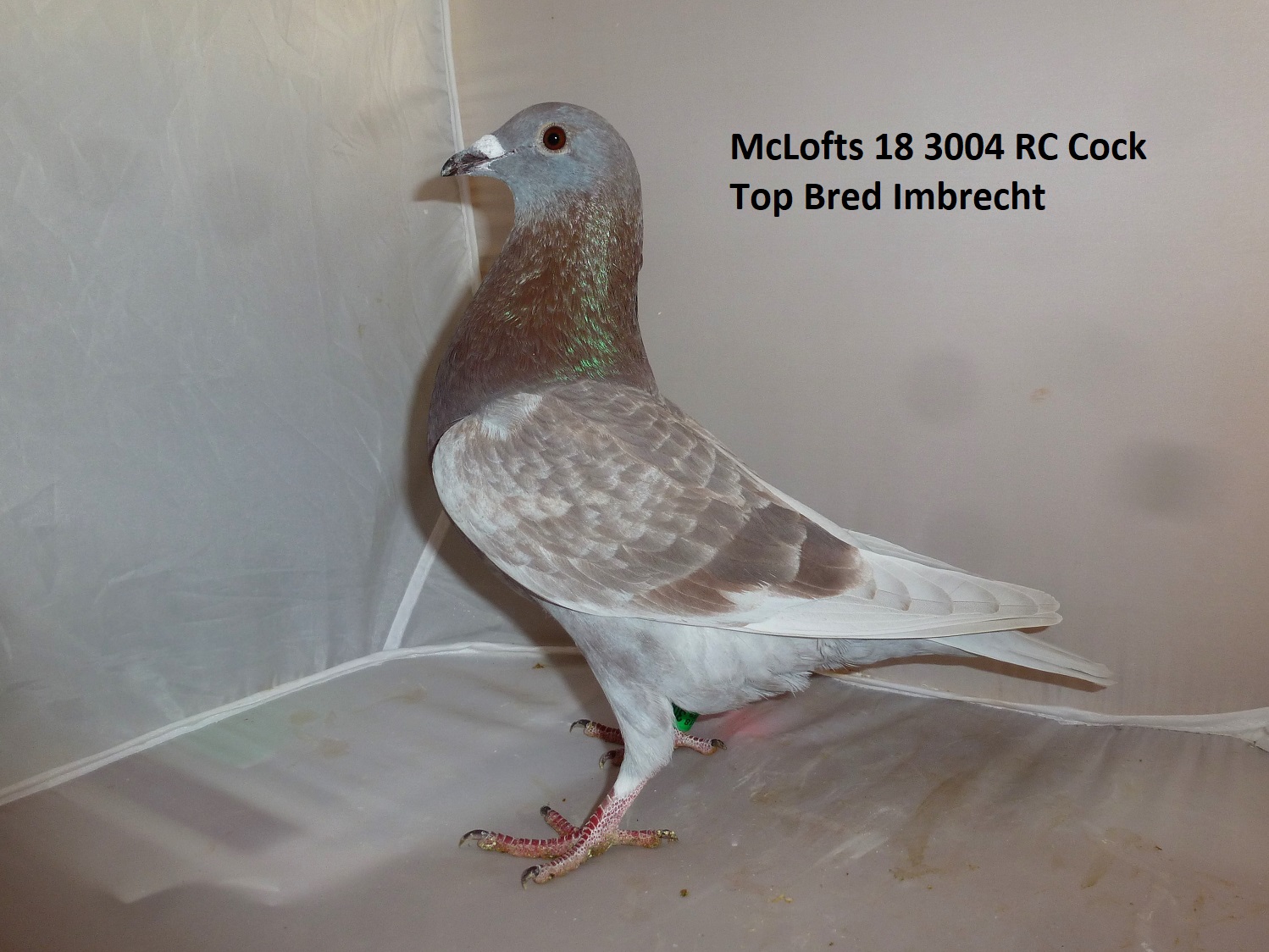 iPigeon.com - Racing Pigeon Auction