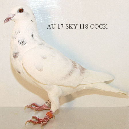 iPigeon.com - Racing Pigeon Auction