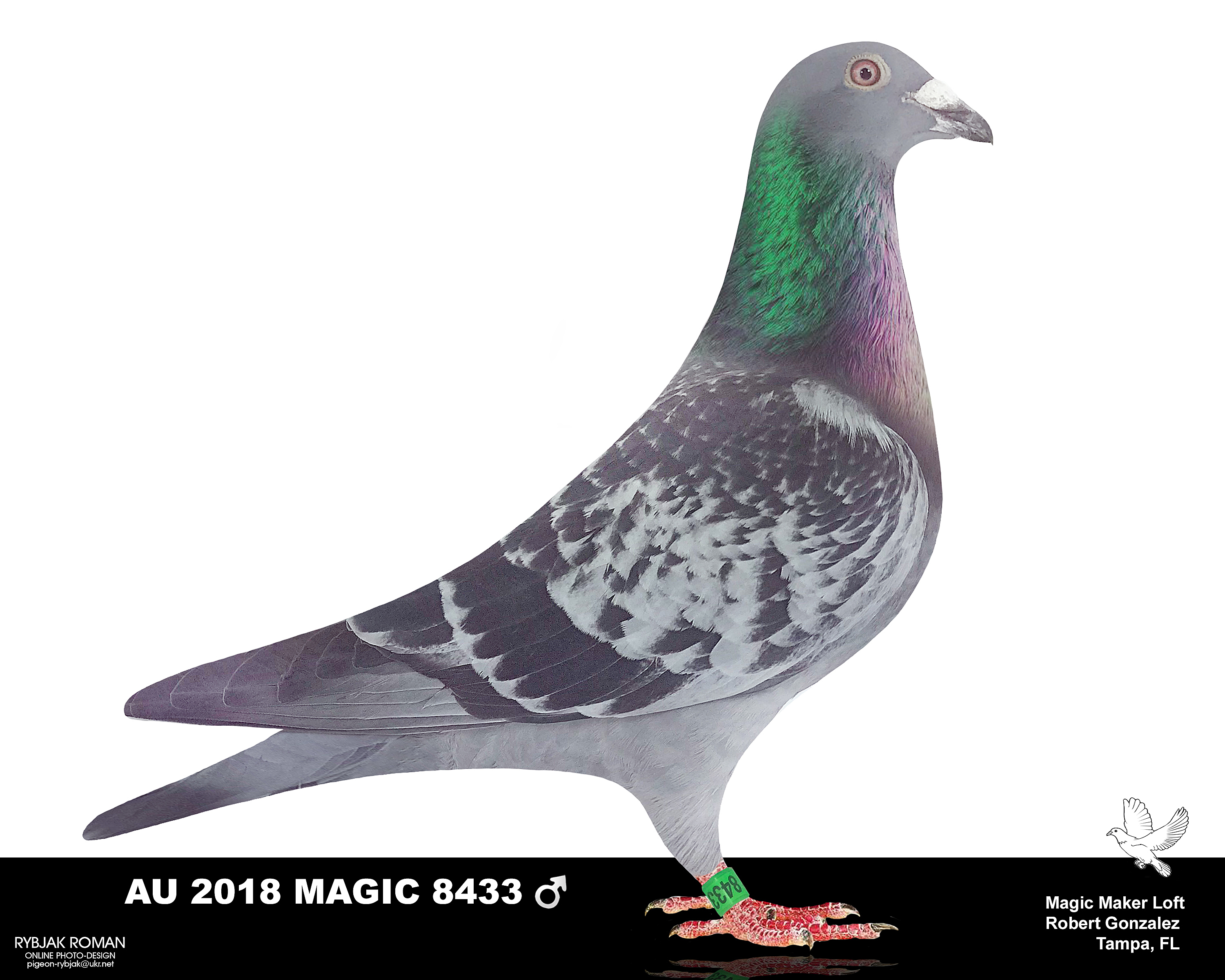 iPigeon.com - Racing Pigeon Auction