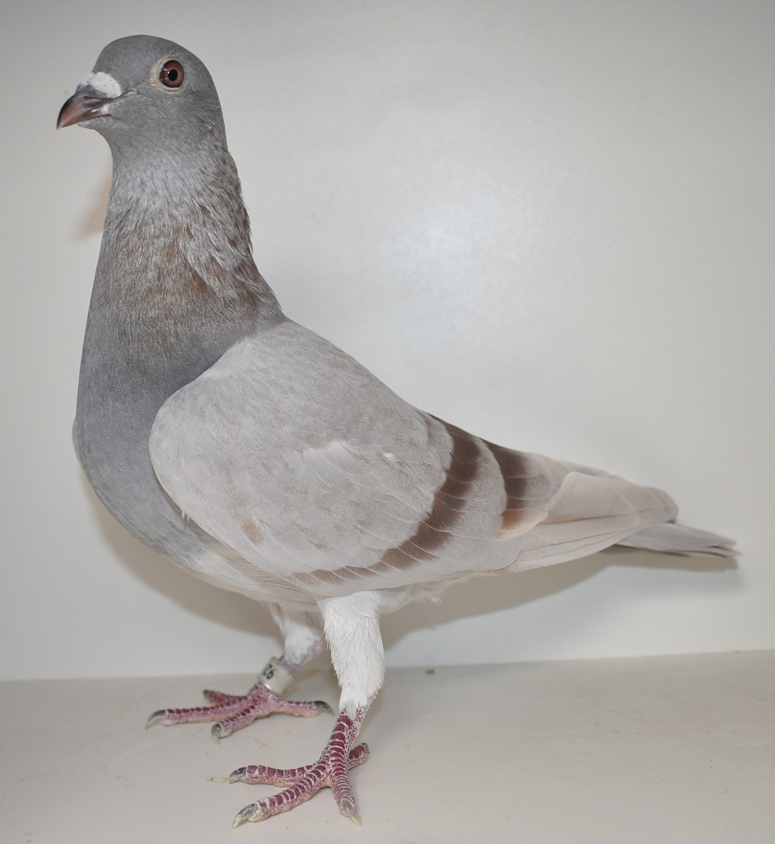 iPigeon.com - Racing Pigeon Auction