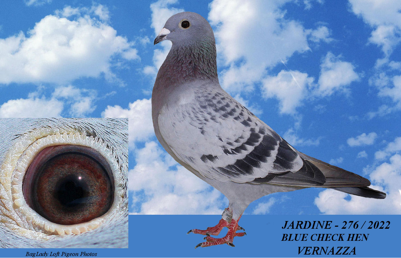 iPigeon.com - Racing Pigeon Auction