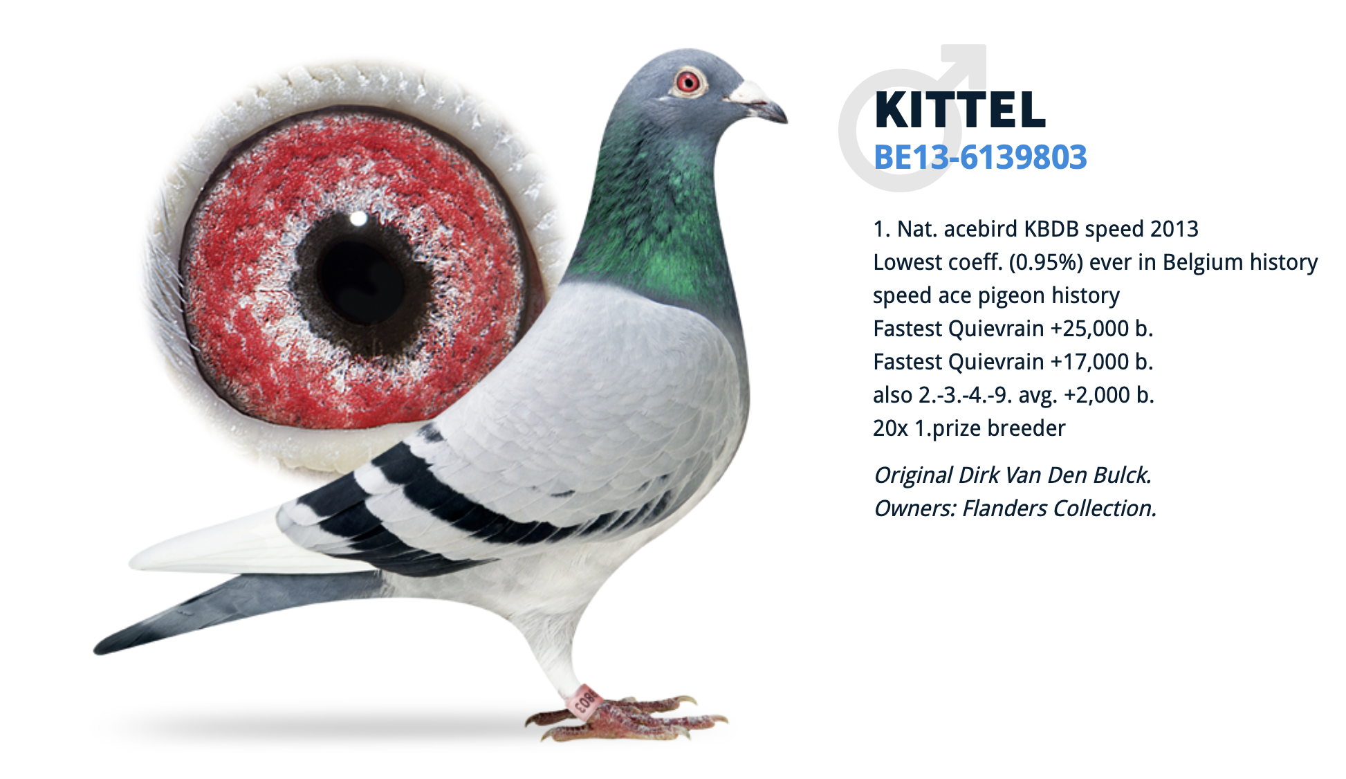 iPigeon.com - Racing Pigeon Auction