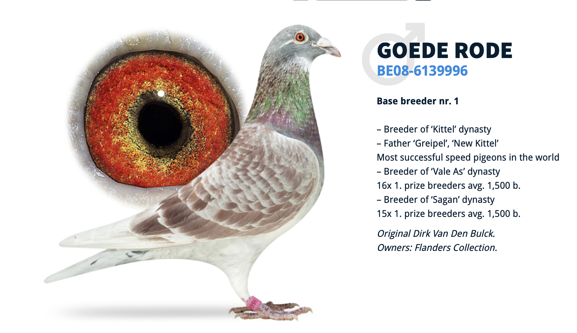 iPigeon.com - Racing Pigeon Auction