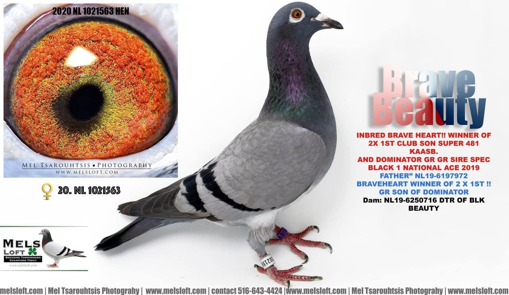 iPigeon.com - Racing Pigeon Auction