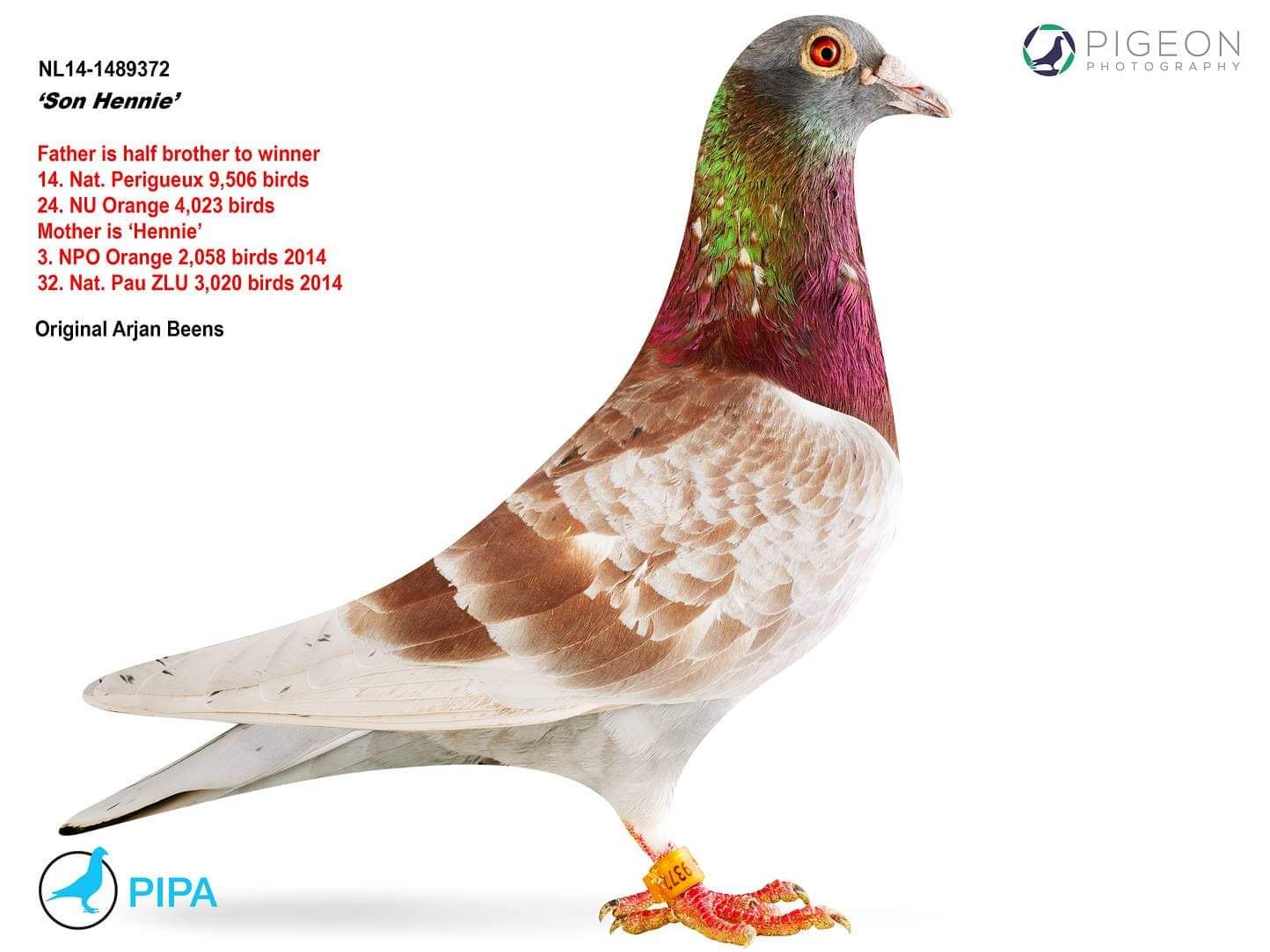 iPigeon.com - Racing Pigeon Auction