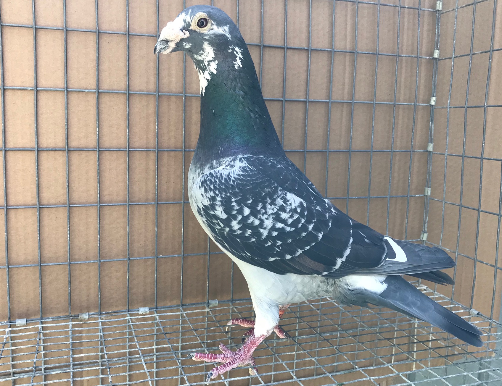 iPigeon.com - Racing Pigeon Auction