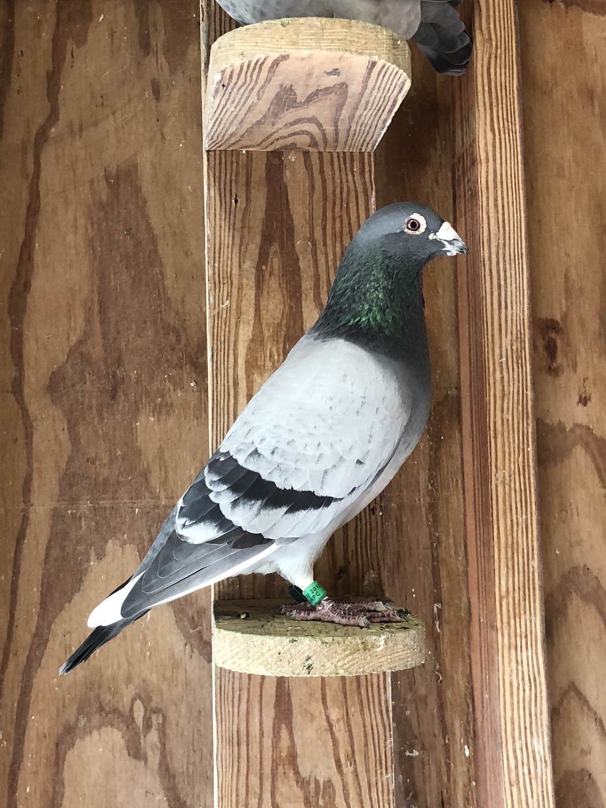 iPigeon.com - Racing Pigeon Auction