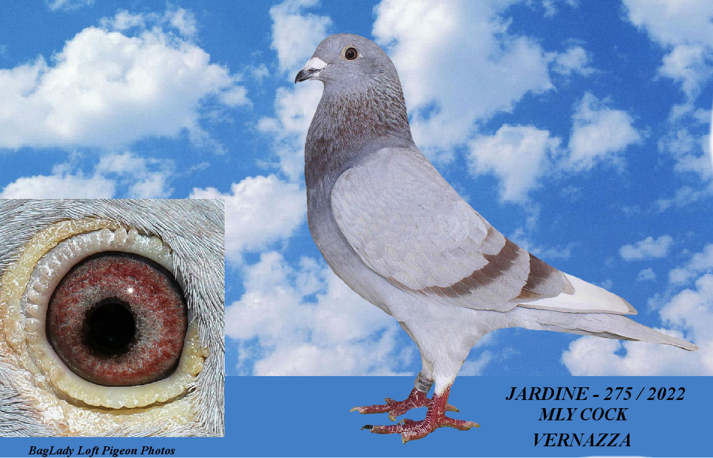 IPigeon Racing Pigeon Auction ipigeon-racing-pigeon-auction