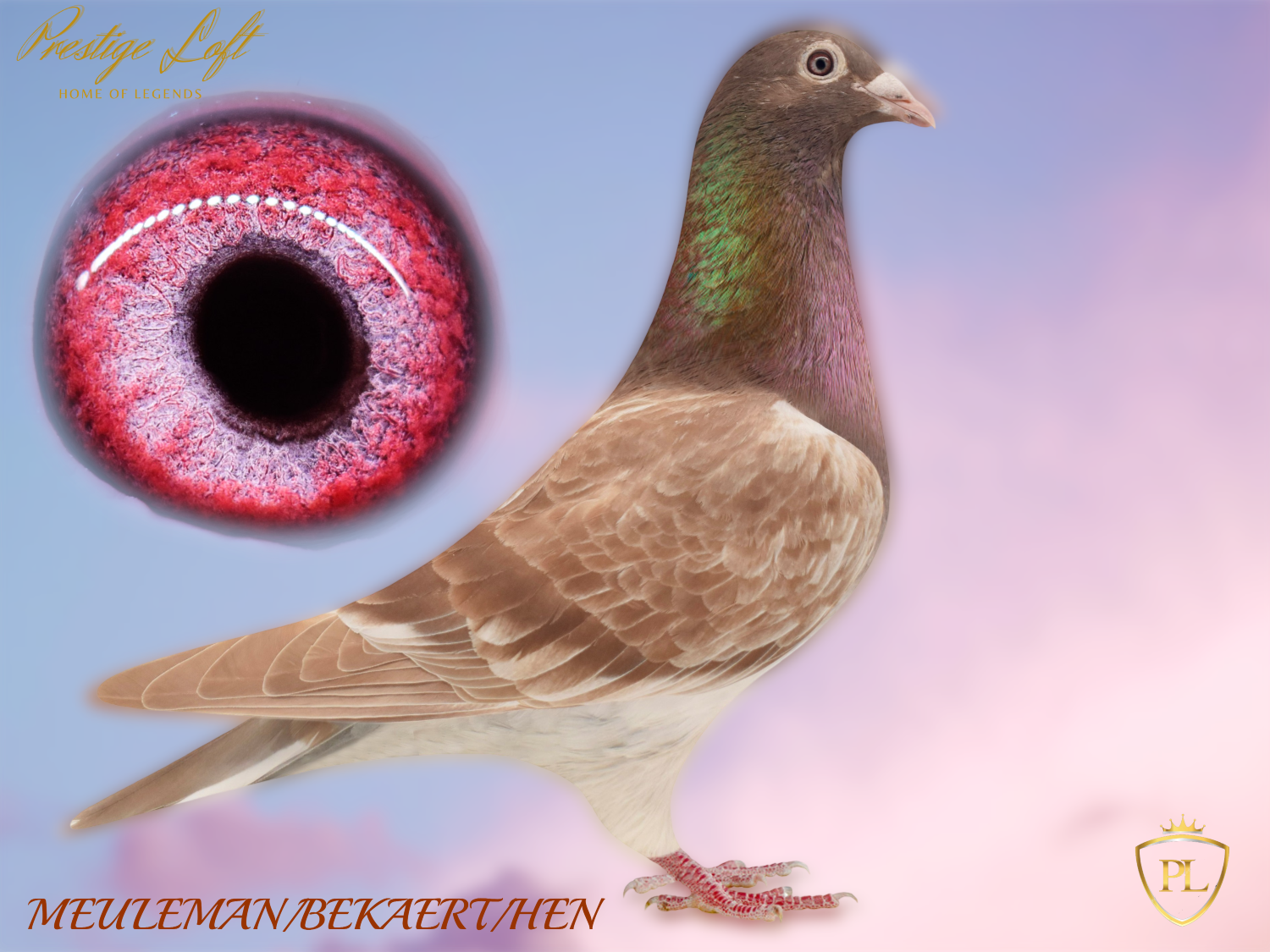 iPigeon.com - Racing Pigeon Auction