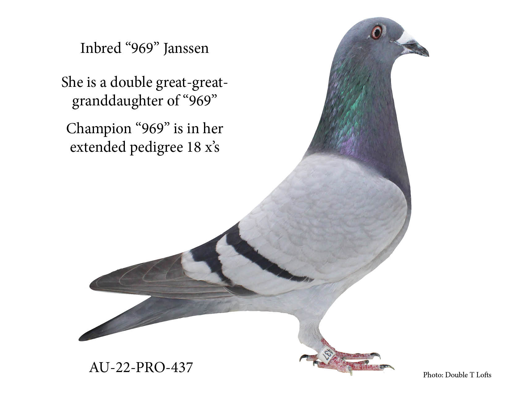 iPigeon.com - Racing Pigeon Auction