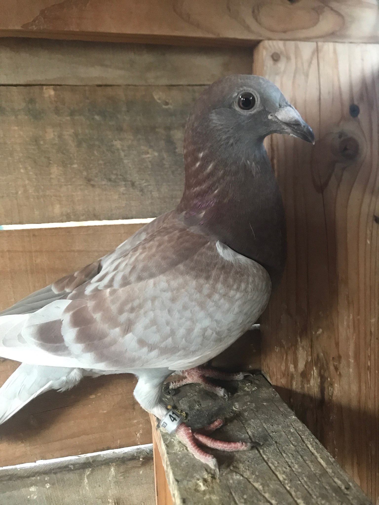 iPigeon.com - Racing Pigeon Auction