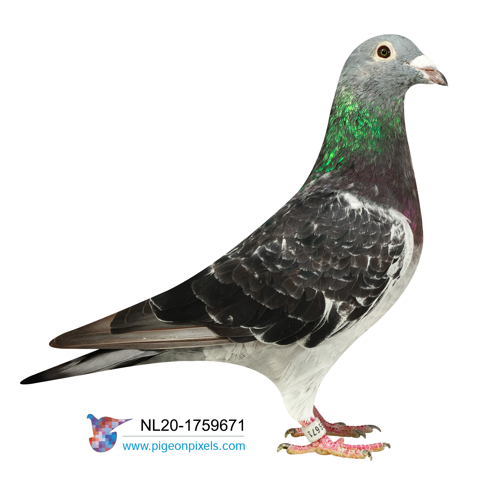 iPigeon.com - Racing Pigeon Auction