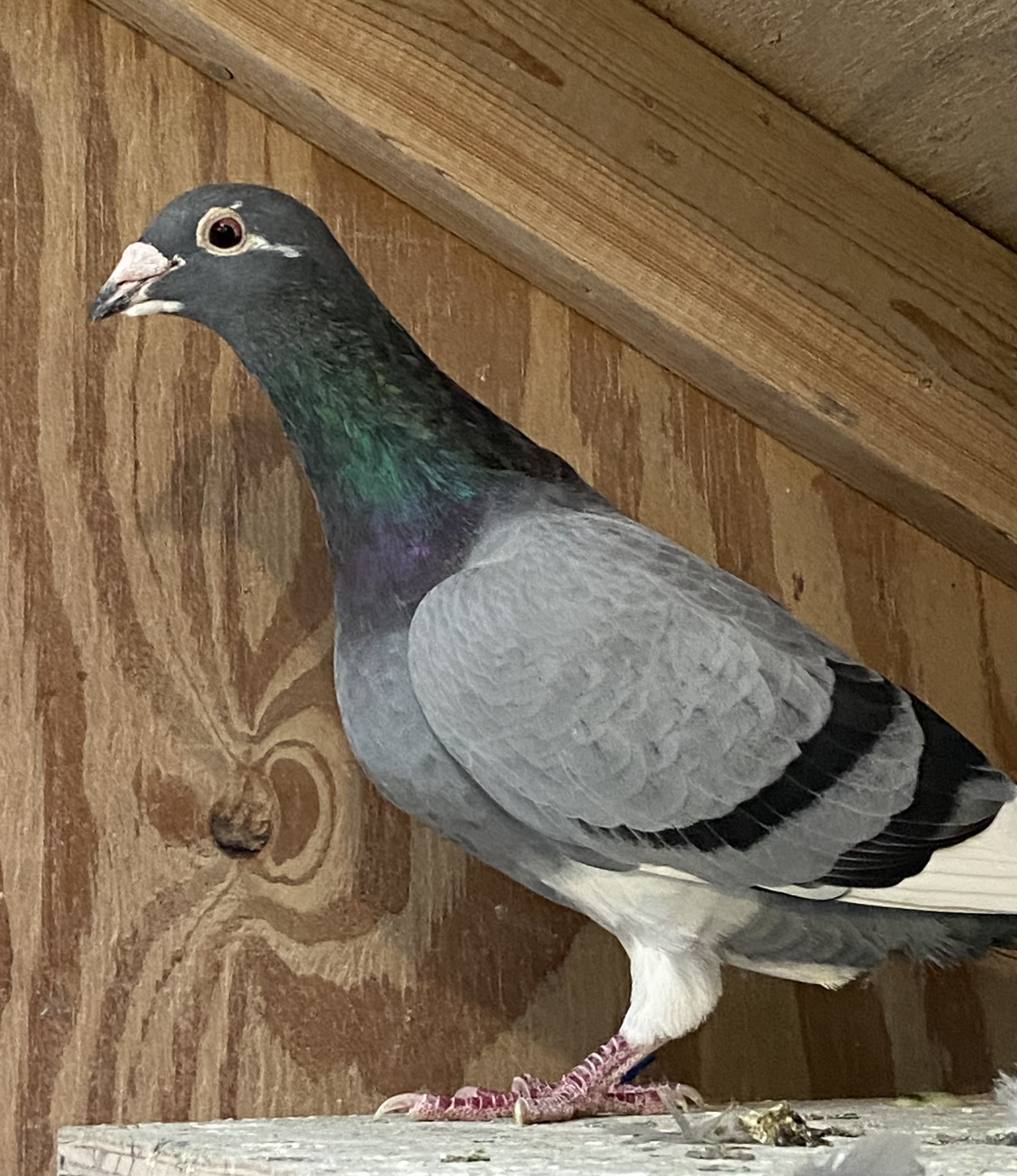 iPigeon.com - Racing Pigeon Auction